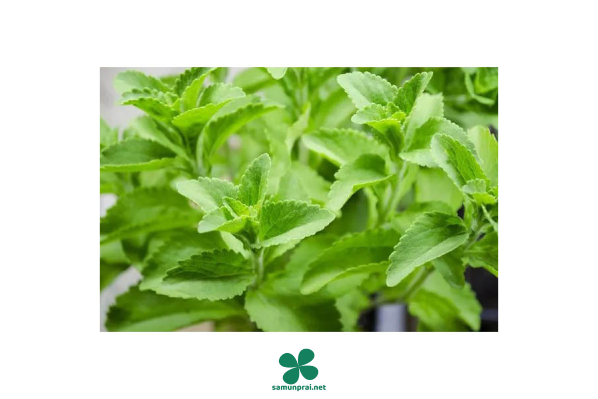 Dried Stevia Leaves - Natural Sweetener | Worldwide Shipping
