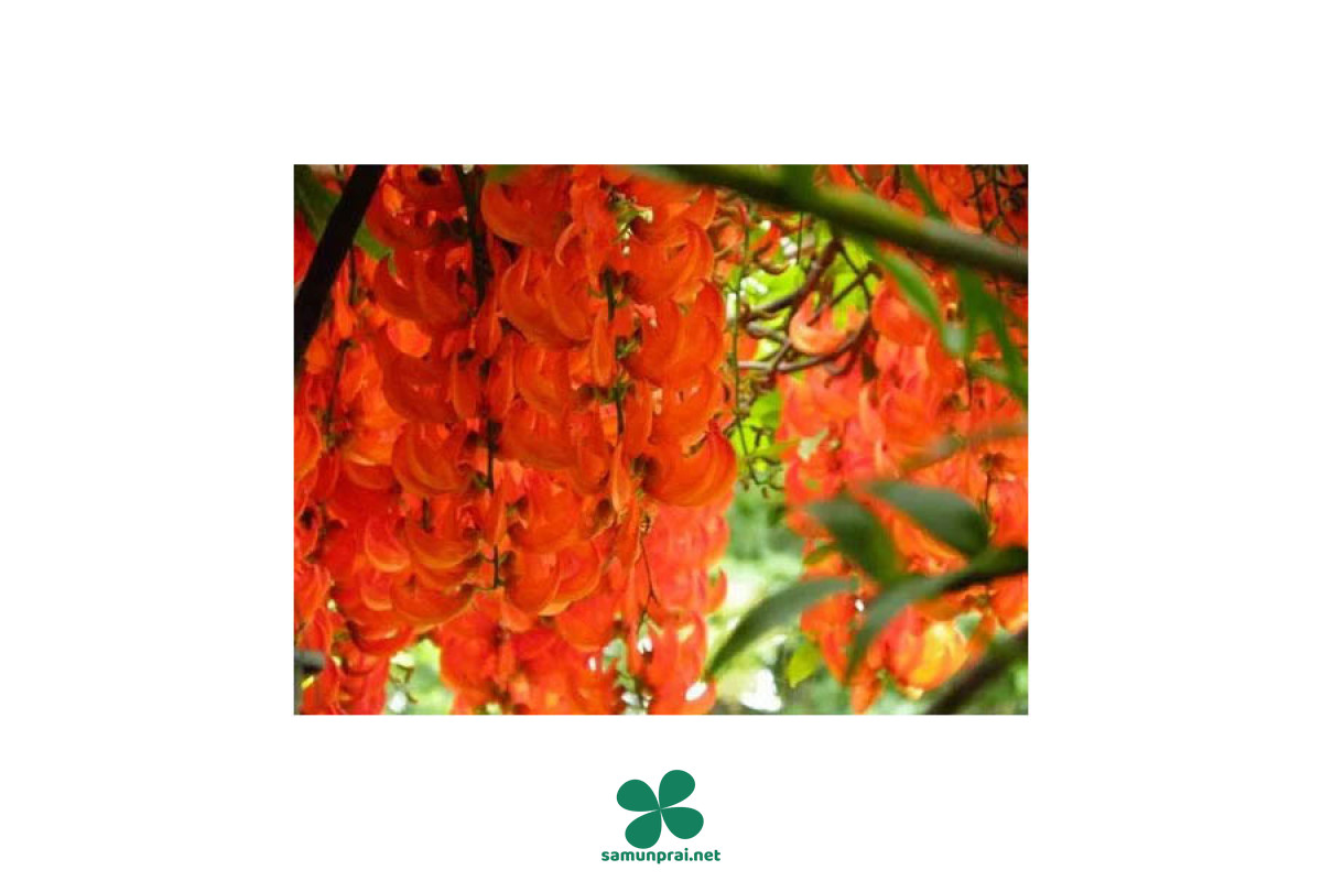 Butea Superba Capsule - Red Kwao Krua | Worldwide Shipping