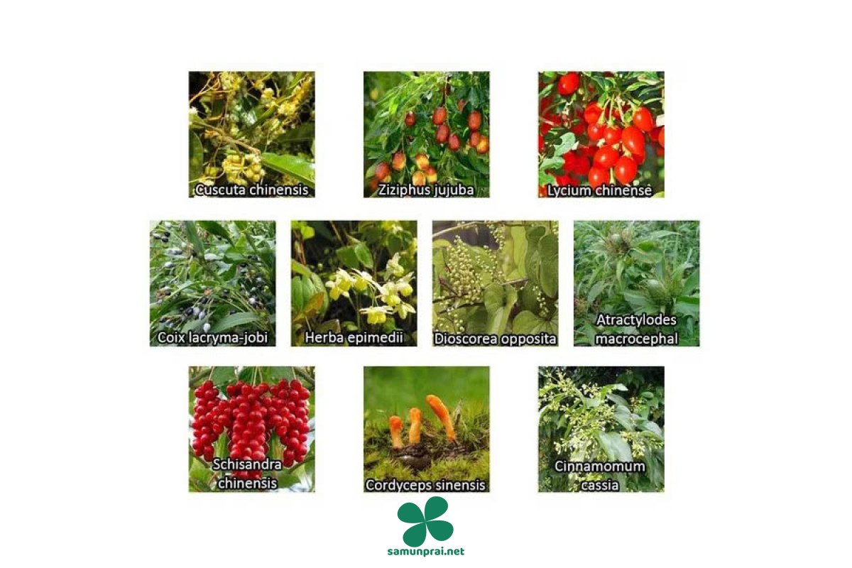 Jiu Jeng Pushen Jiao Nang Capsules | Chinese Herbal Formula for Men