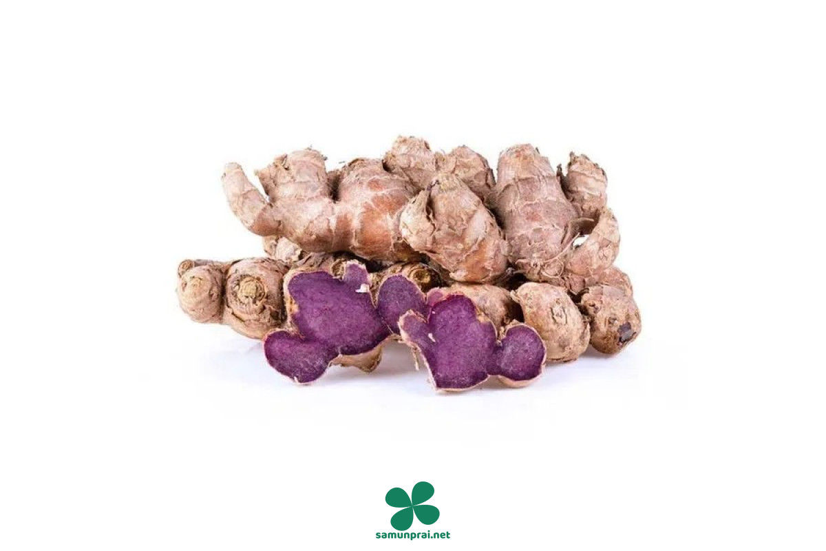 Krachai Dam Capsules - Black Galingale | Worldwide Shipping
